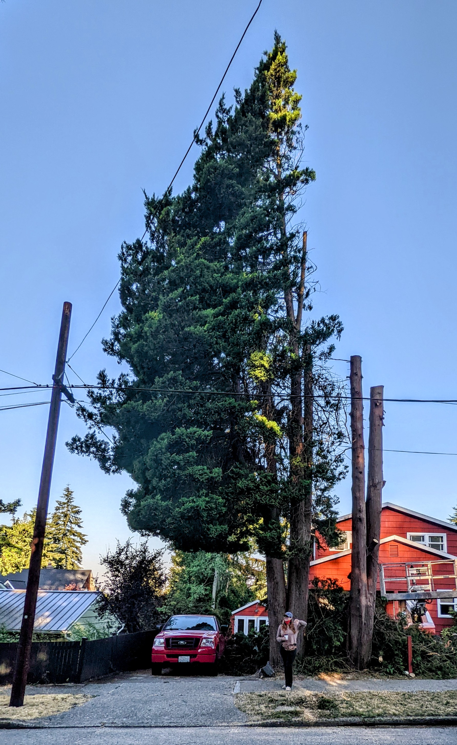 SDOT stops illegal tree cutting; Only one of three large cedars still ...